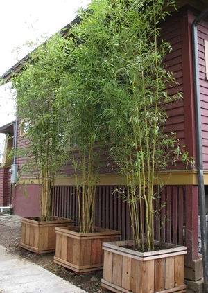 Bamboo Collective