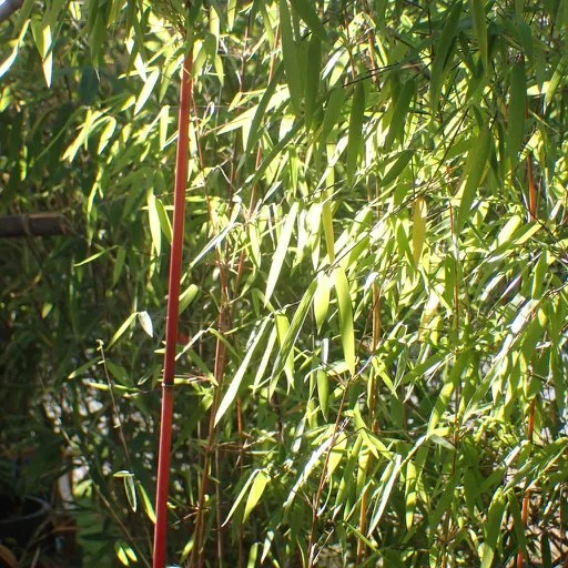 Fargesia jiuzhaigou 1 'Red Dragon' — Bamboo Collective Plant Nursery