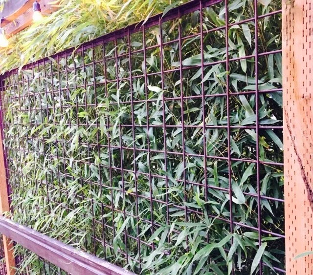 Bamboo Plant Nursery and Consultation