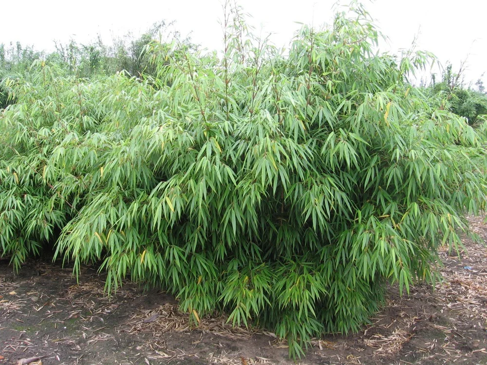 Fargesia scabrida 'Silver Dragon' — Bamboo Collective Plant Nursery