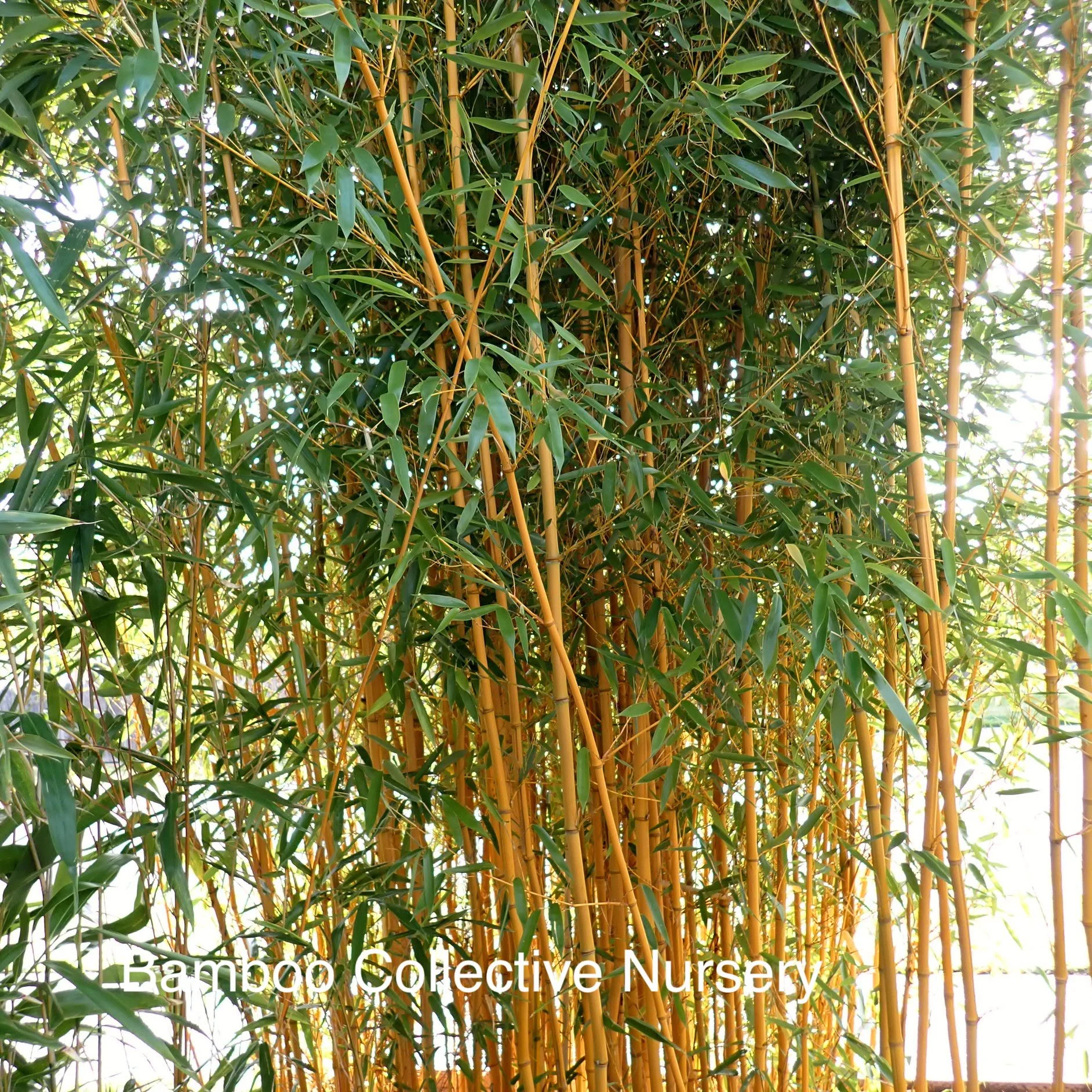 Phyllostachys aureosulcata 'Spectabilis' — Bamboo Collective