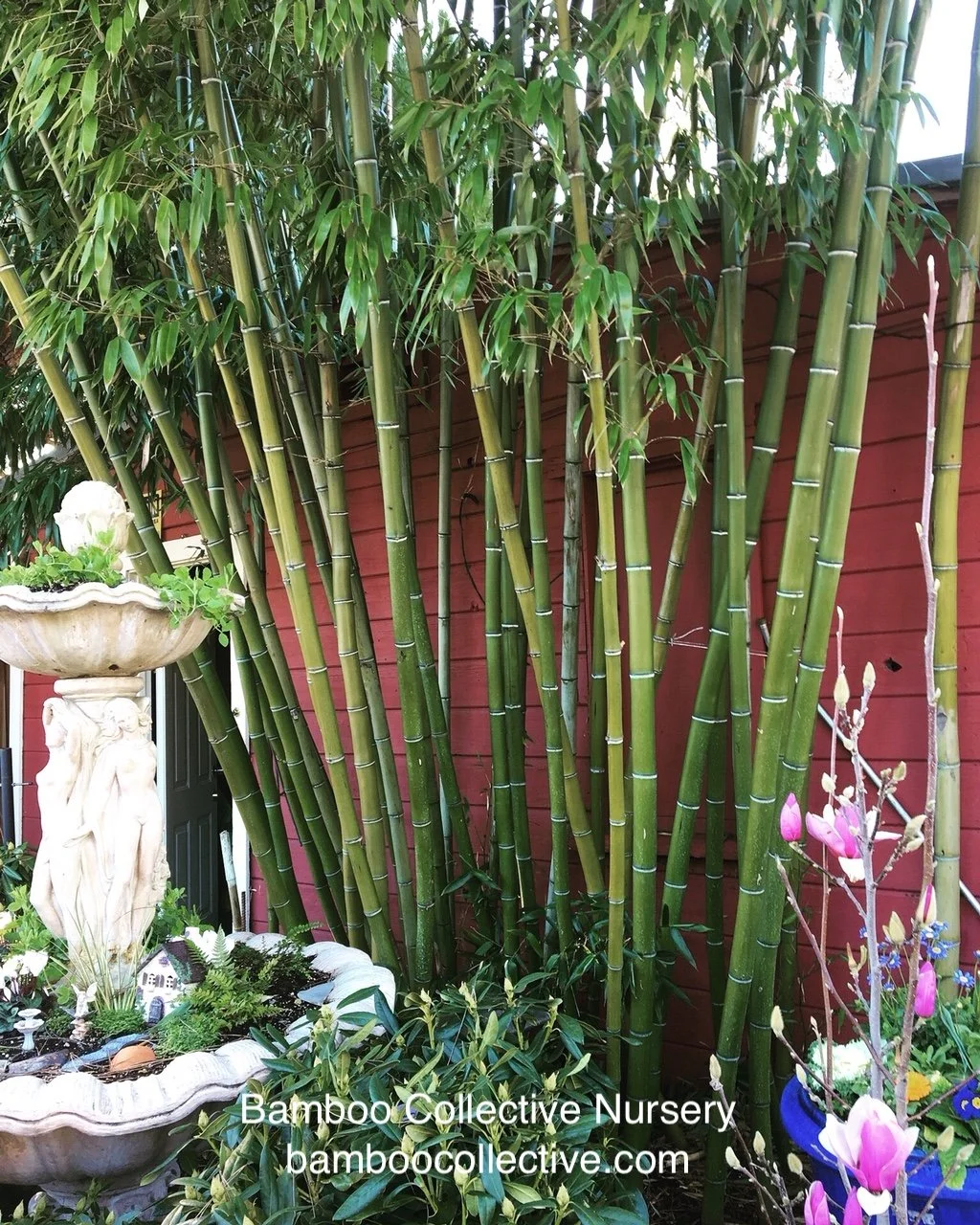 Bamboo Plant Nursery and Consultation