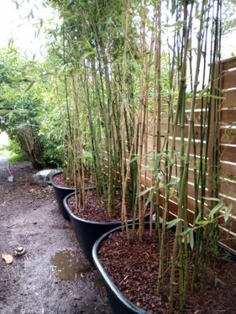 Bamboo Plant Nursery and Consultation