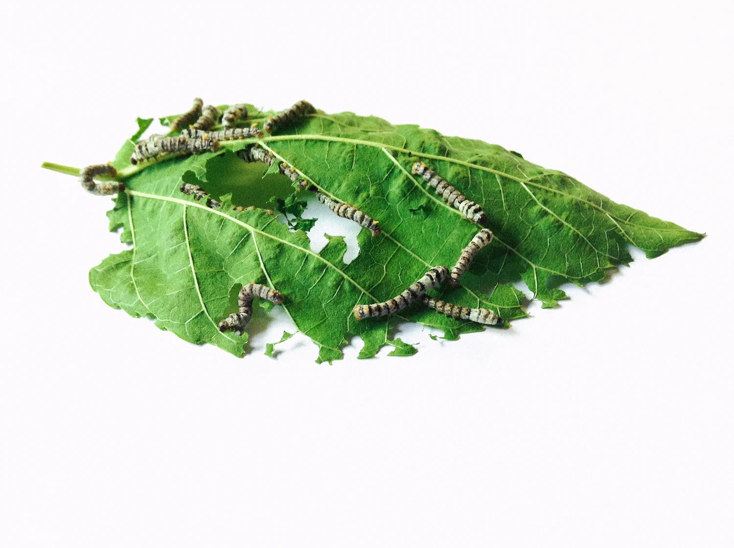 os ínstares e as mudas — Saber Fazer