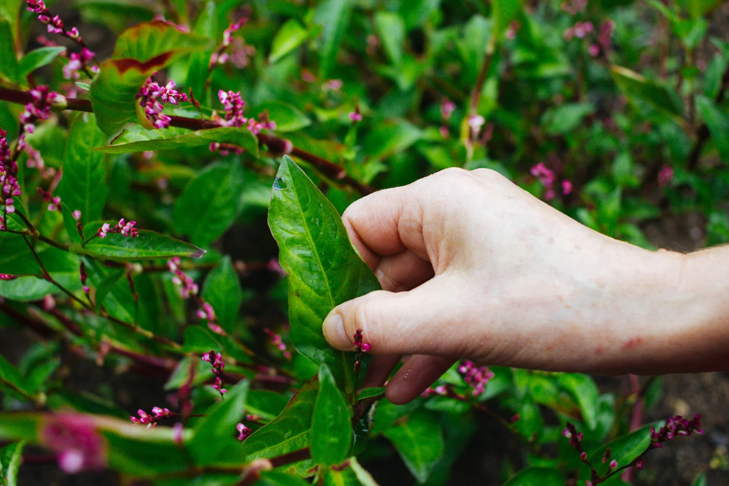 Tingir com índigo fresco — Saber Fazer