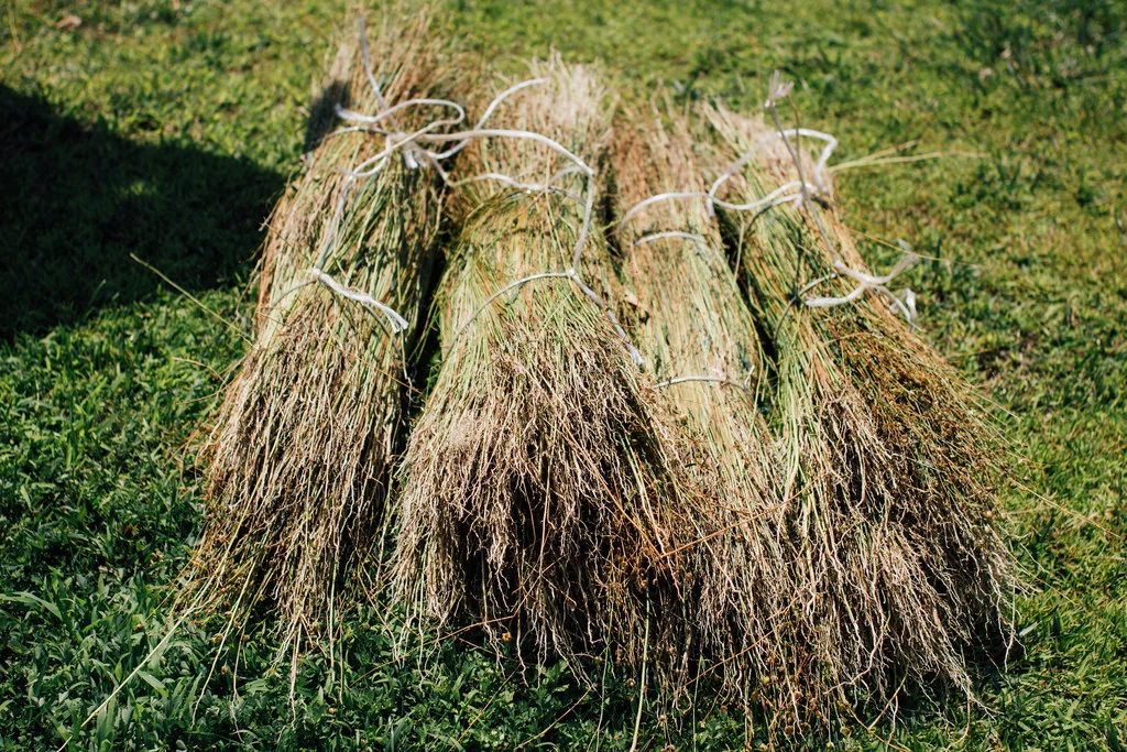 A colheita do Linho no Parque da Devesa — Saber Fazer