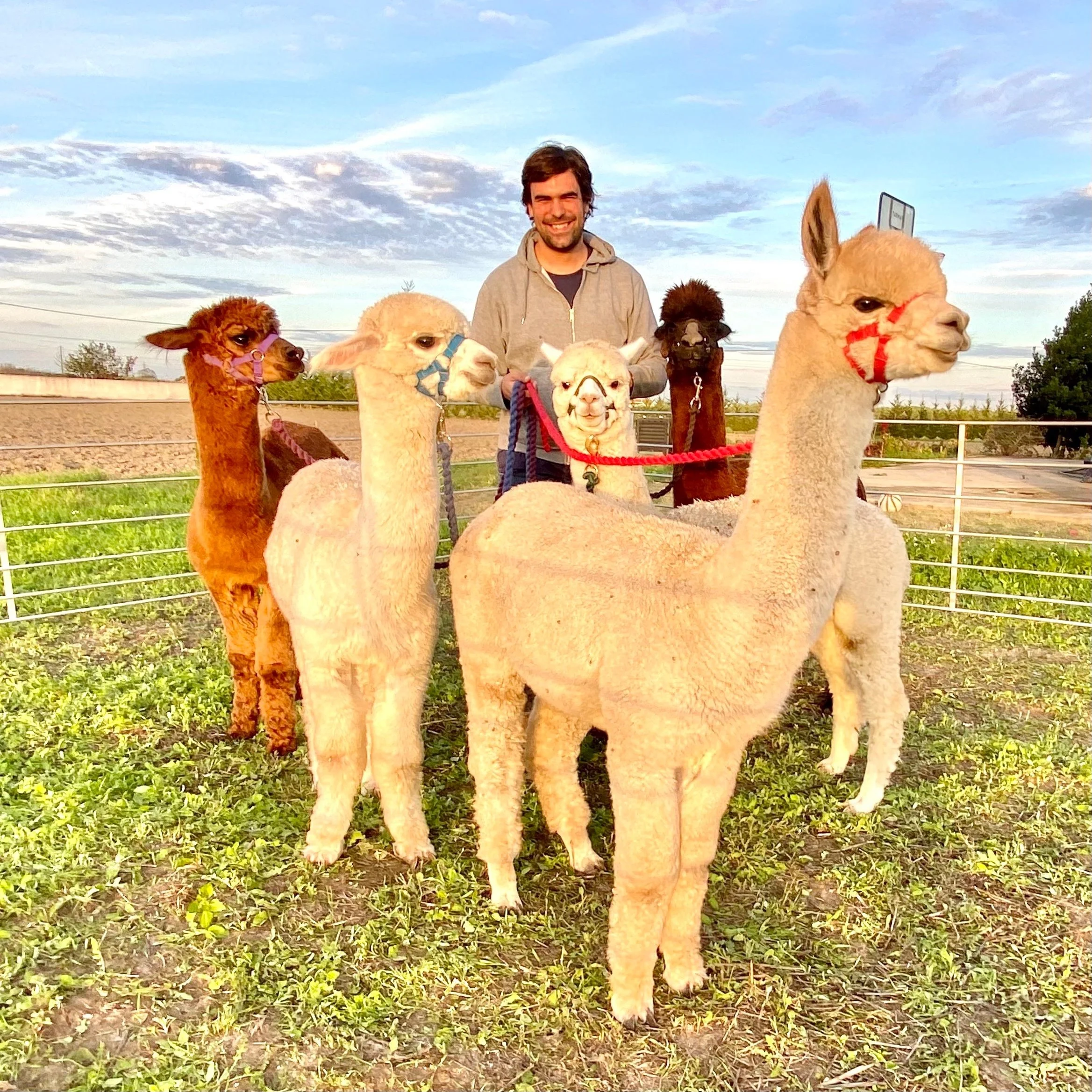 Alunos Aplicados: Royal’Pacas — Saber Fazer