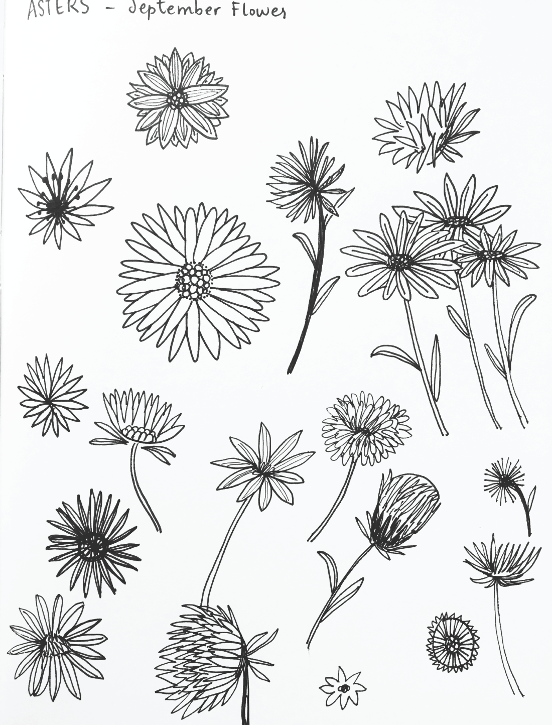 Illustration: Aster Flowers — Amanda Gomes Art + Design