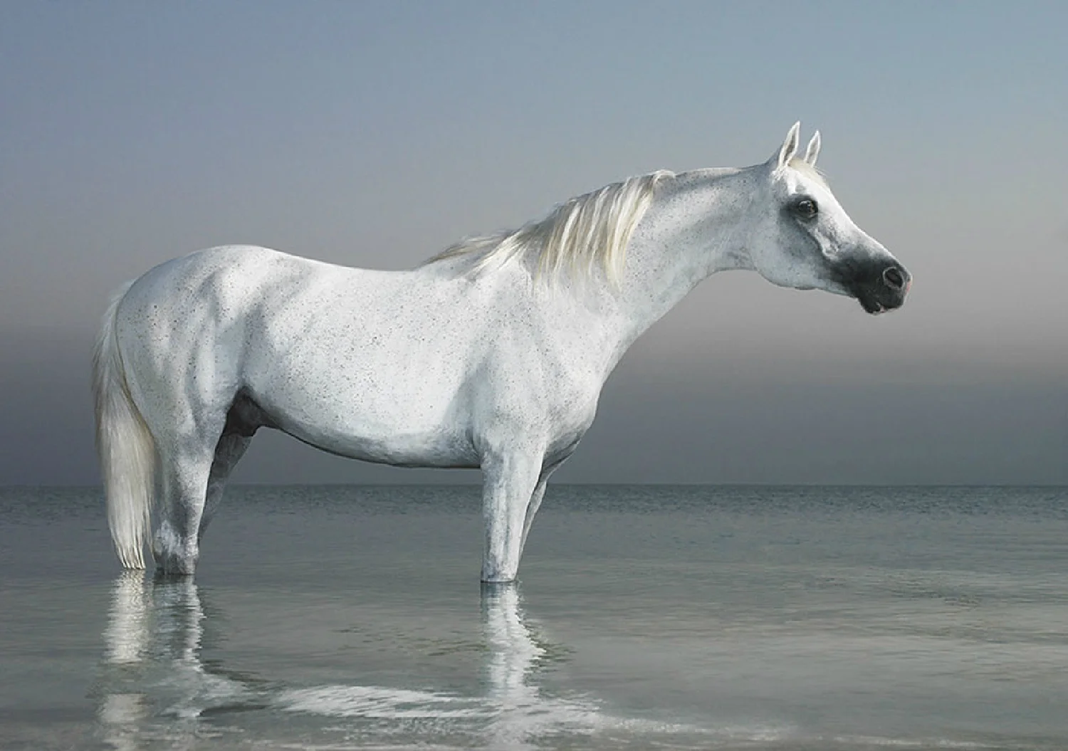 Tim Flach: Equus — HappyFriday