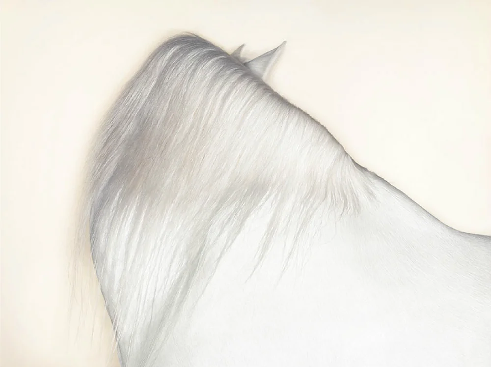 Tim Flach: Equus — HappyFriday