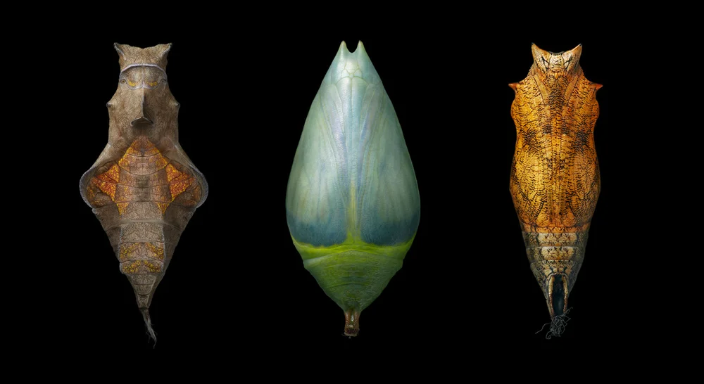 Tim Flach: More Than Human — HappyFriday