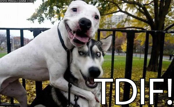 Tgif Funny Dog