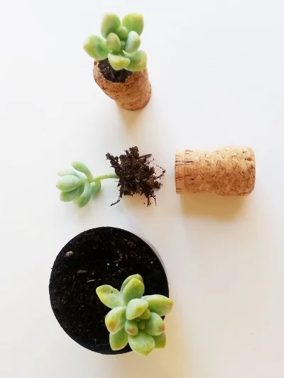 Succulent Cork Planters