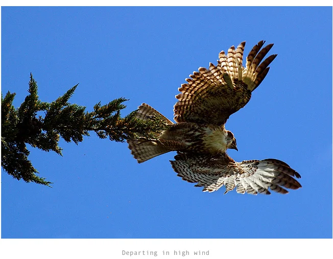 PATCH: The Urban Redtail — KITUNDU