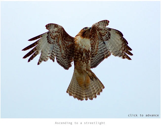PATCH: The Urban Redtail — KITUNDU