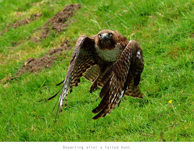 PATCH: The Urban Redtail — KITUNDU