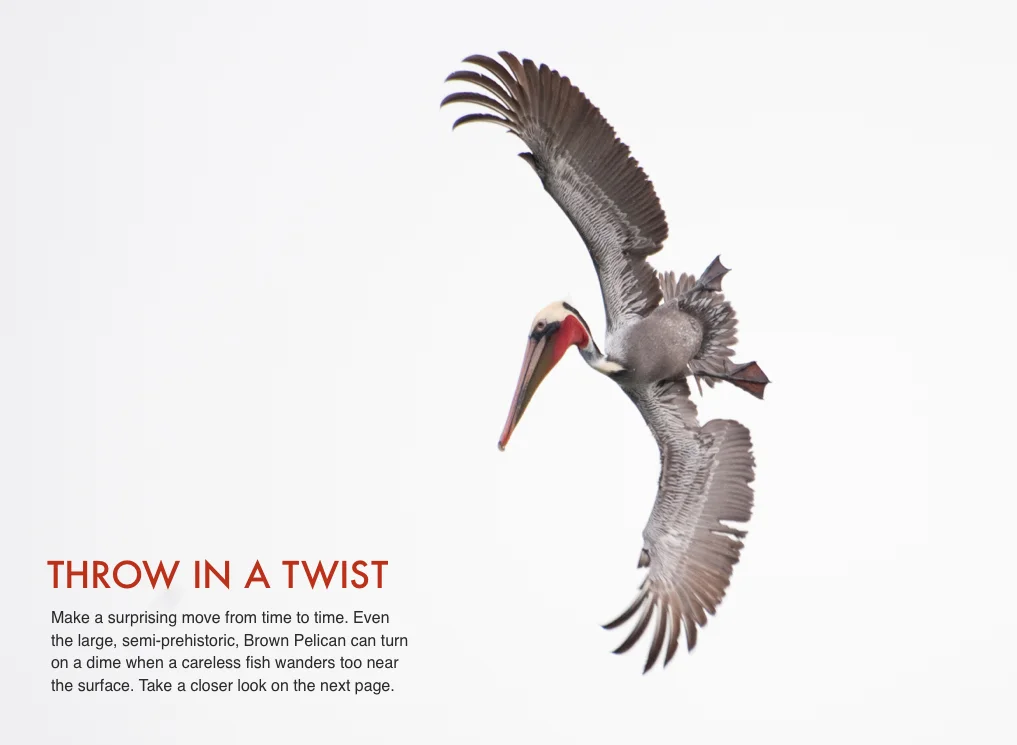 BIRD KNOWLEDGE (for iPad) — KITUNDU