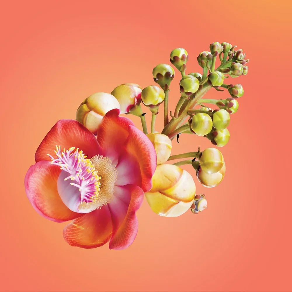 A Feng Shui and Flower Conversation — Anjie Cho