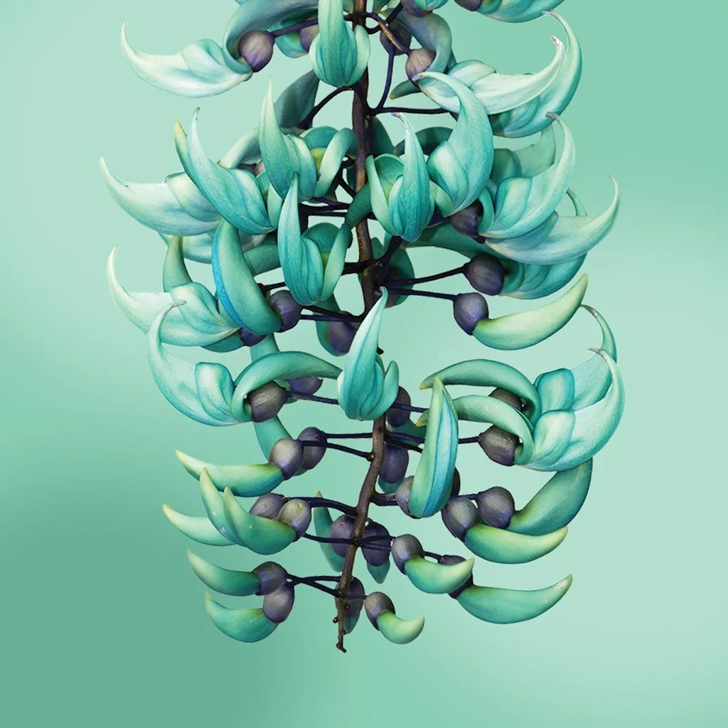 A Feng Shui and Flower Conversation — Anjie Cho