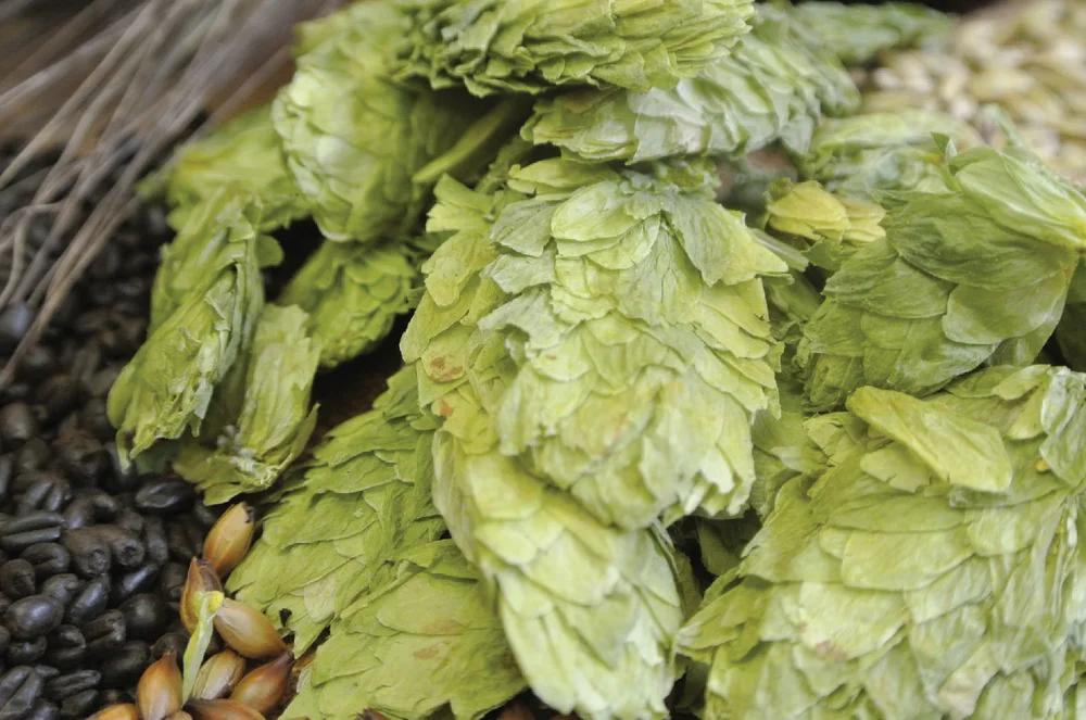 Hops — The Winemaker's Shop