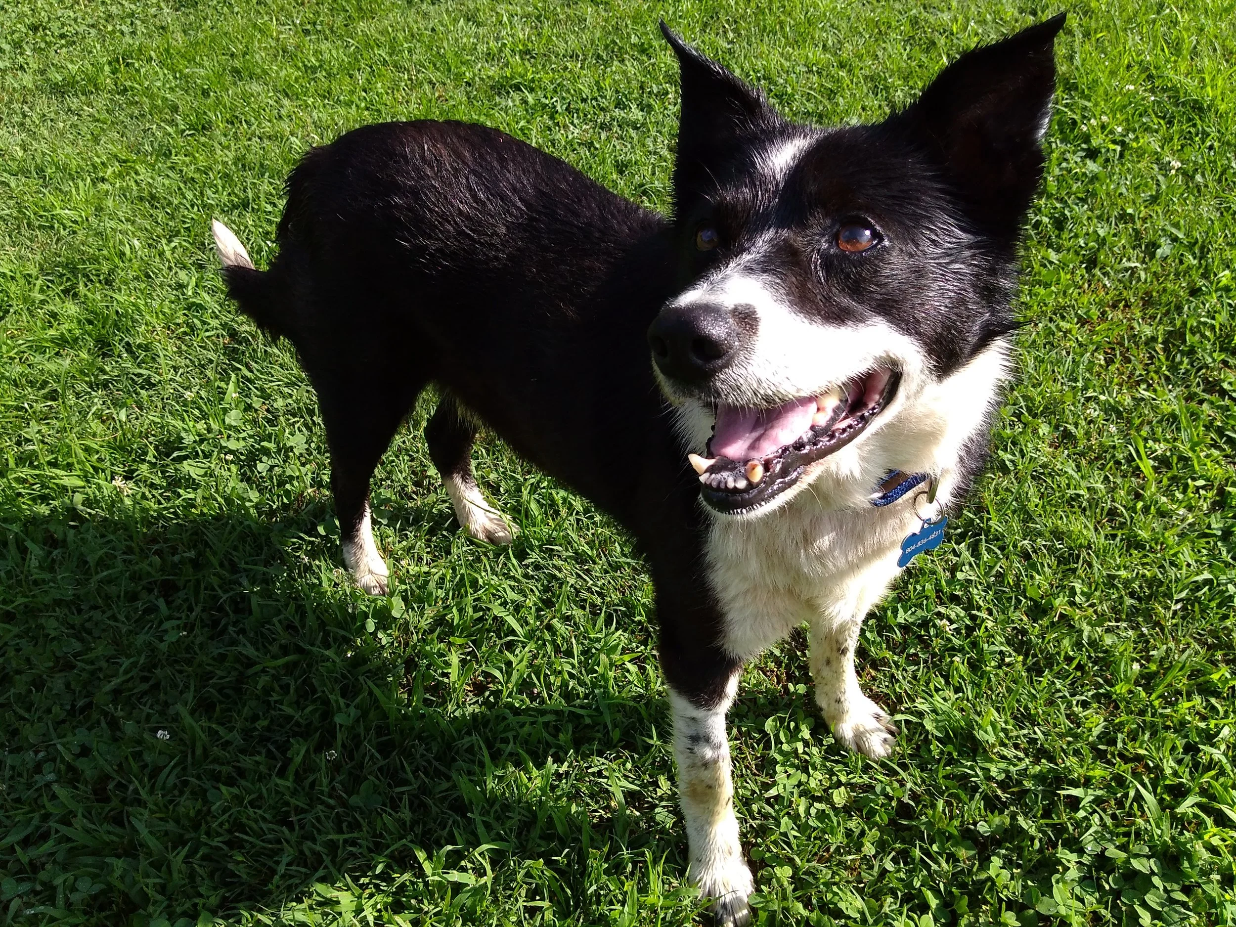 2018 Adopted Dogs — Atlantic Region Central Border Collie Rescue