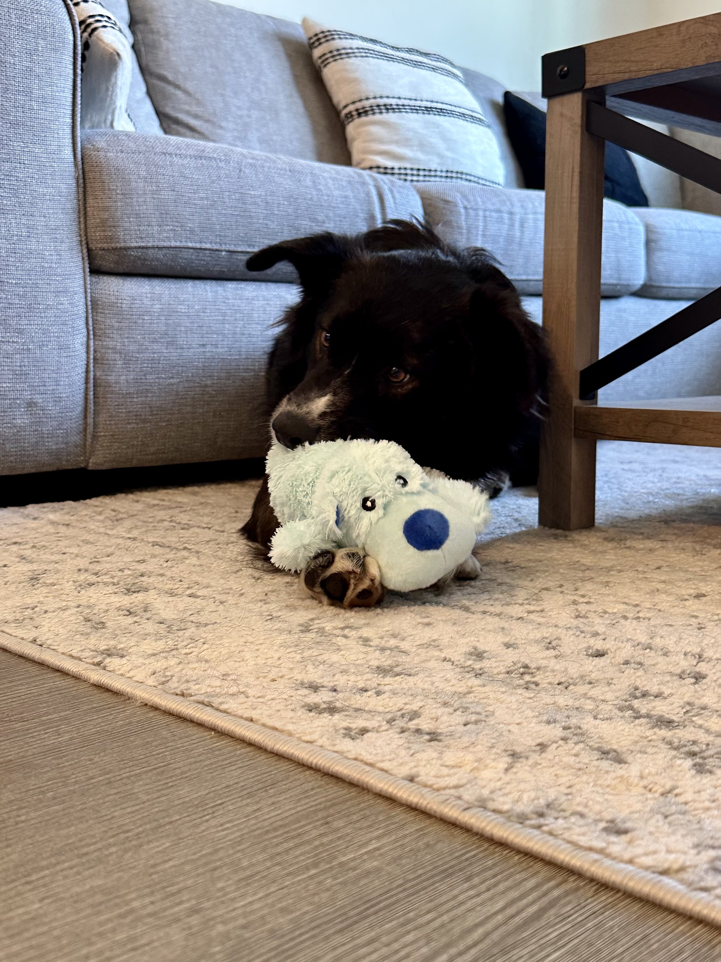 Atlantic Region Central Border Collie Rescue