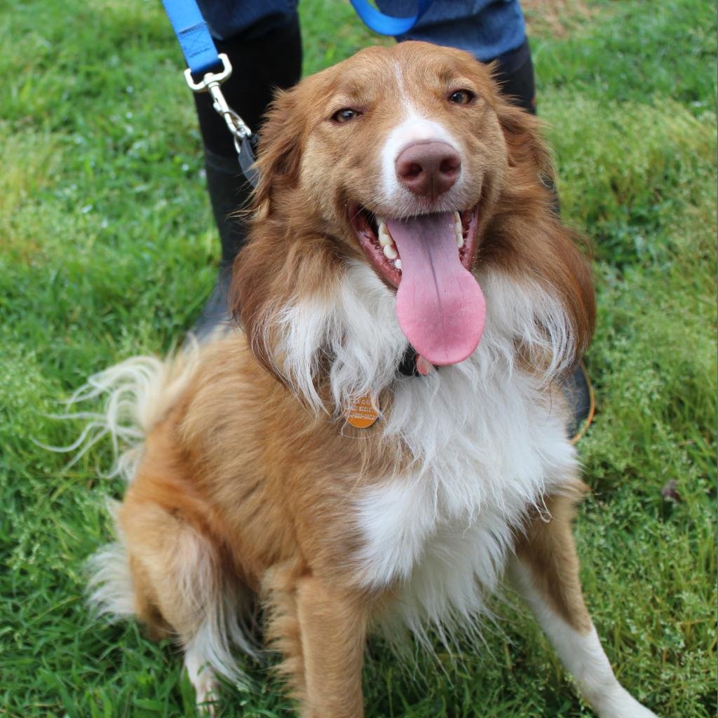 Atlantic Region Central Border Collie Rescue