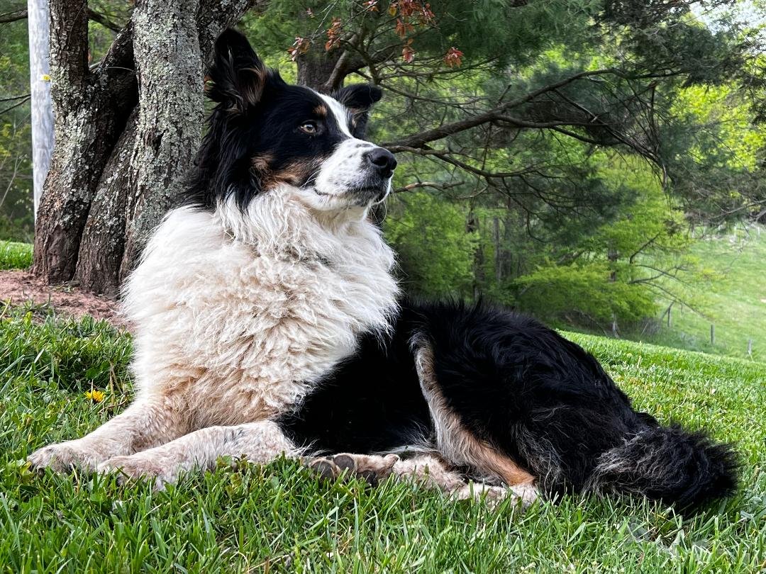 Border Collie Mastiff Mix