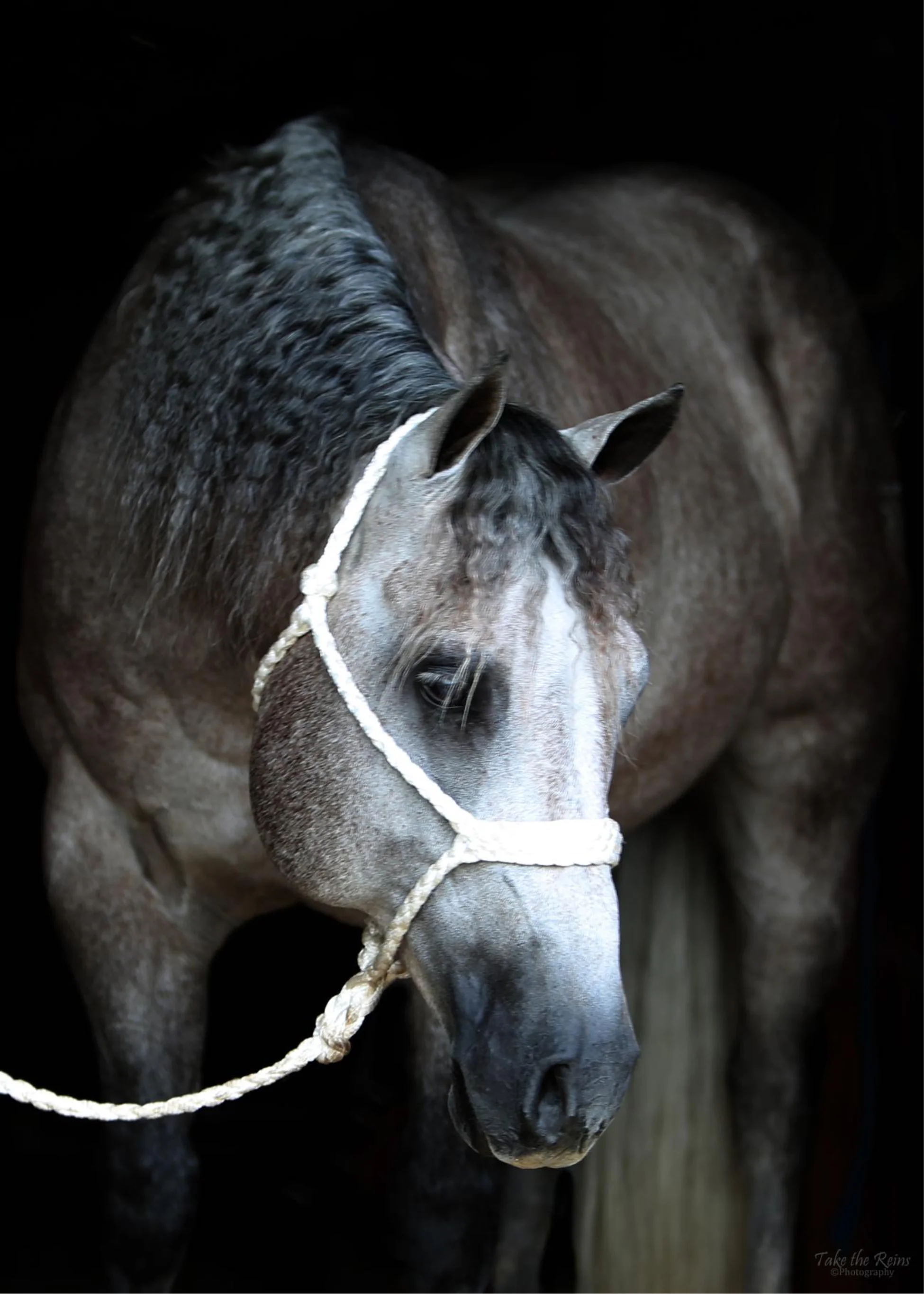 The Ranch Equine, Inc.