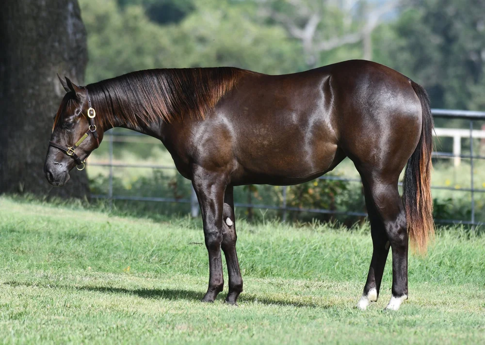 Sale Horses — The Ranch Equine, Inc.