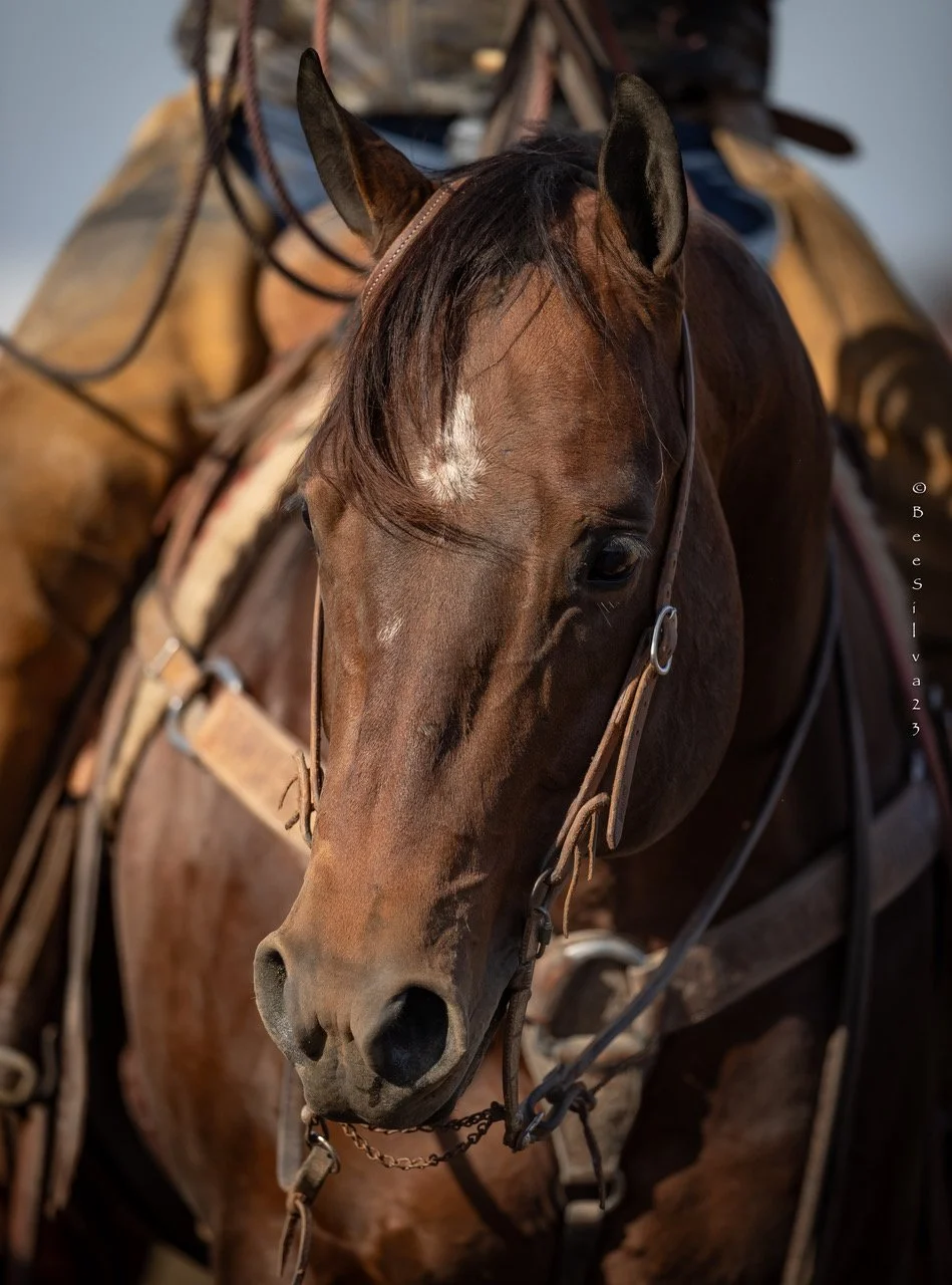 Seven S Grand Slam — The Ranch Equine, Inc.