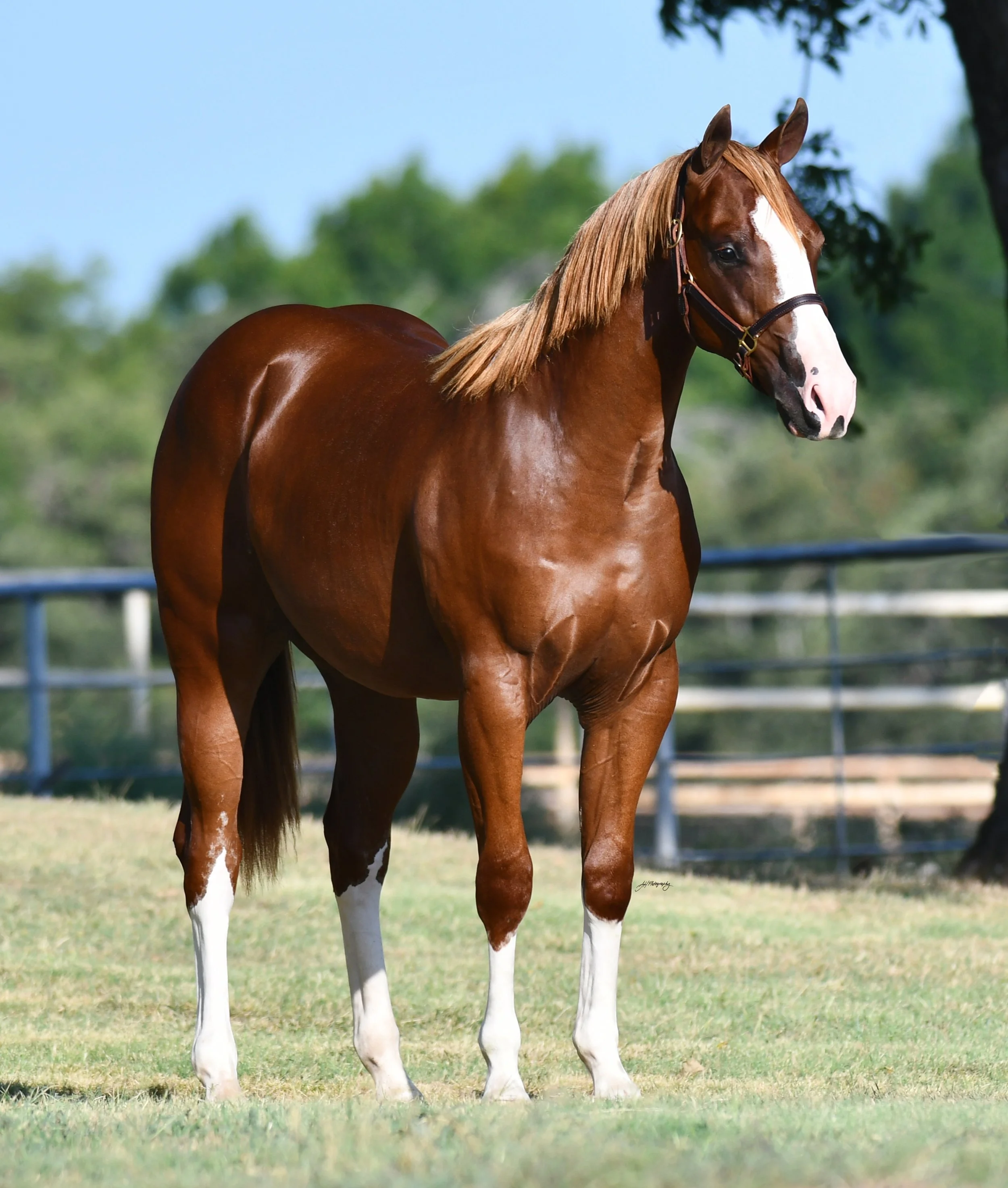 Sale Horses — The Ranch Equine, Inc.