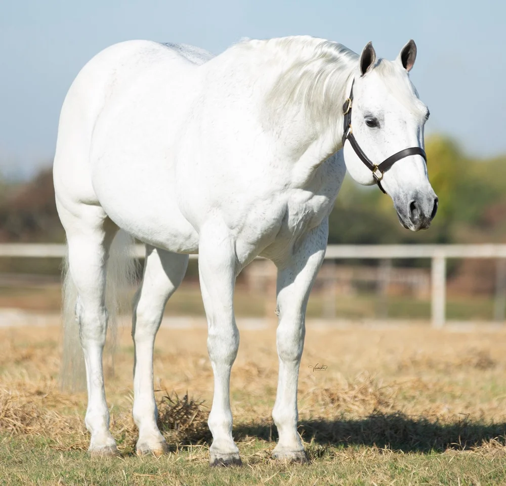 Hired Gun — The Ranch Equine, Inc.