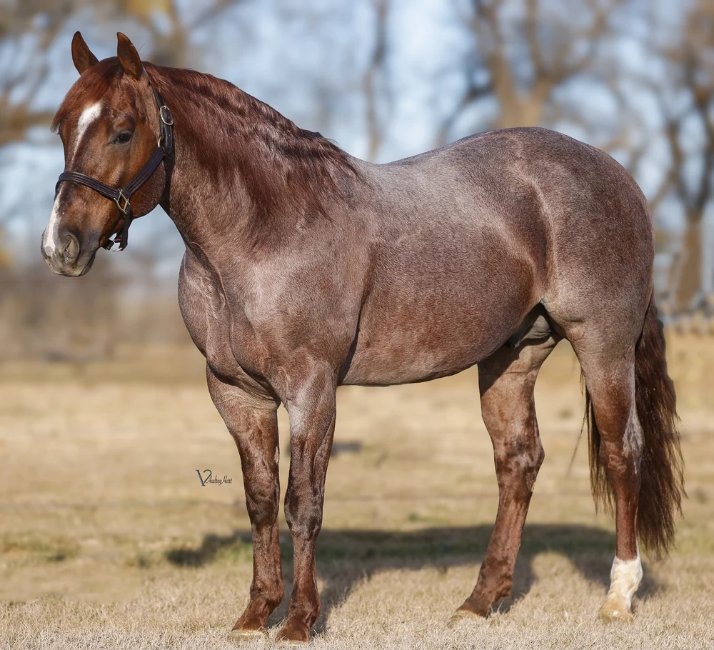 Test My Metal — The Ranch Equine, Inc.