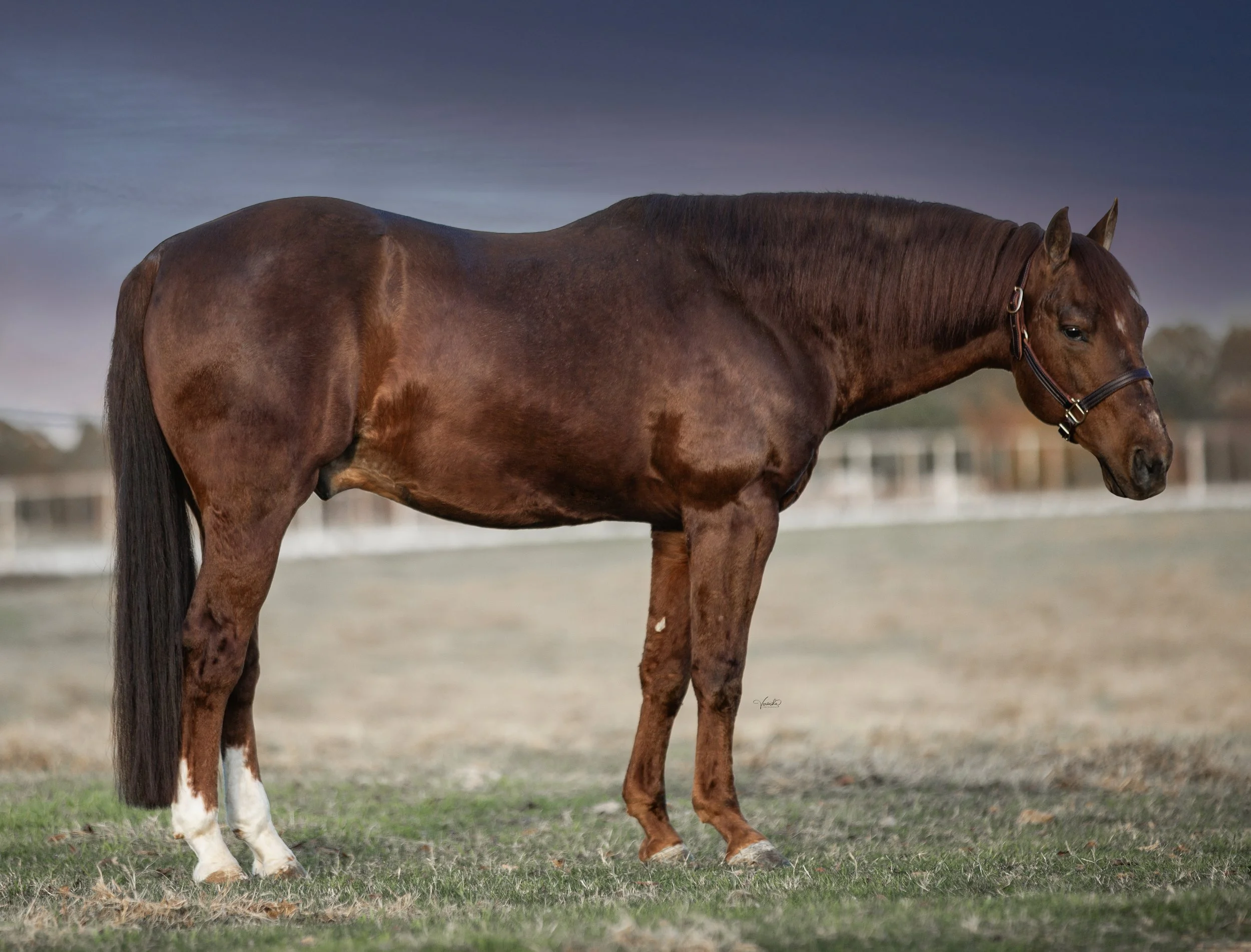 Stunned — The Ranch Equine, Inc.