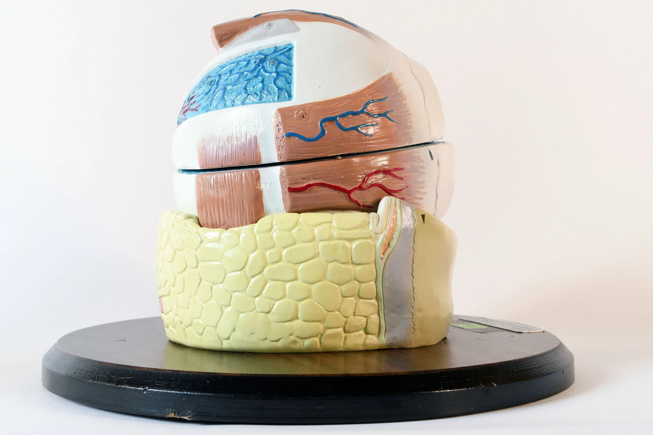 eyeball model C — ARCHITECTURAL ANTIQUES