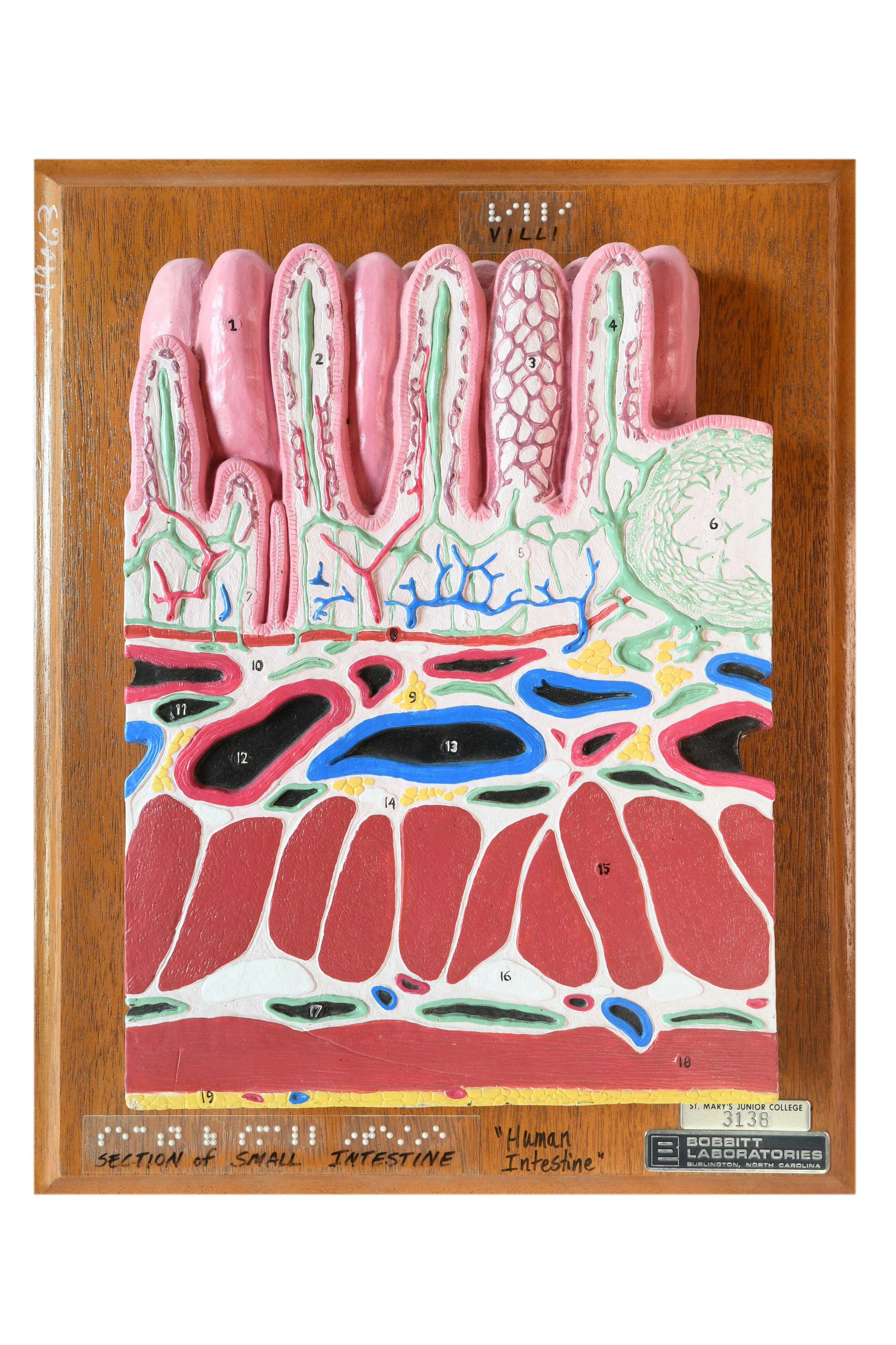 Small Intestine Model Labeled