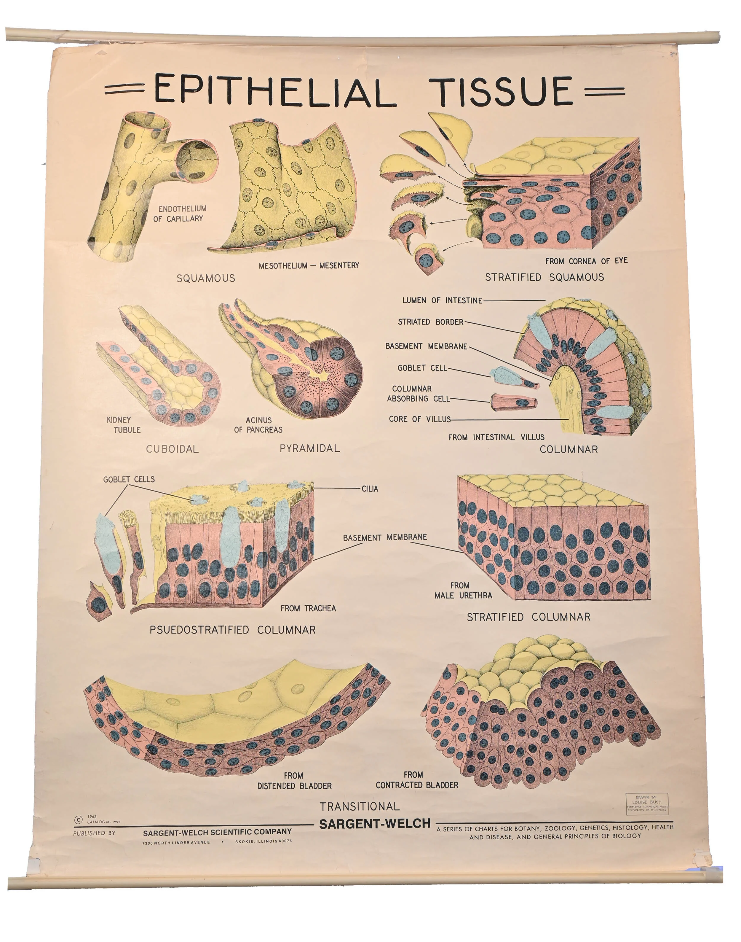 Epithelial Tissue Drawing