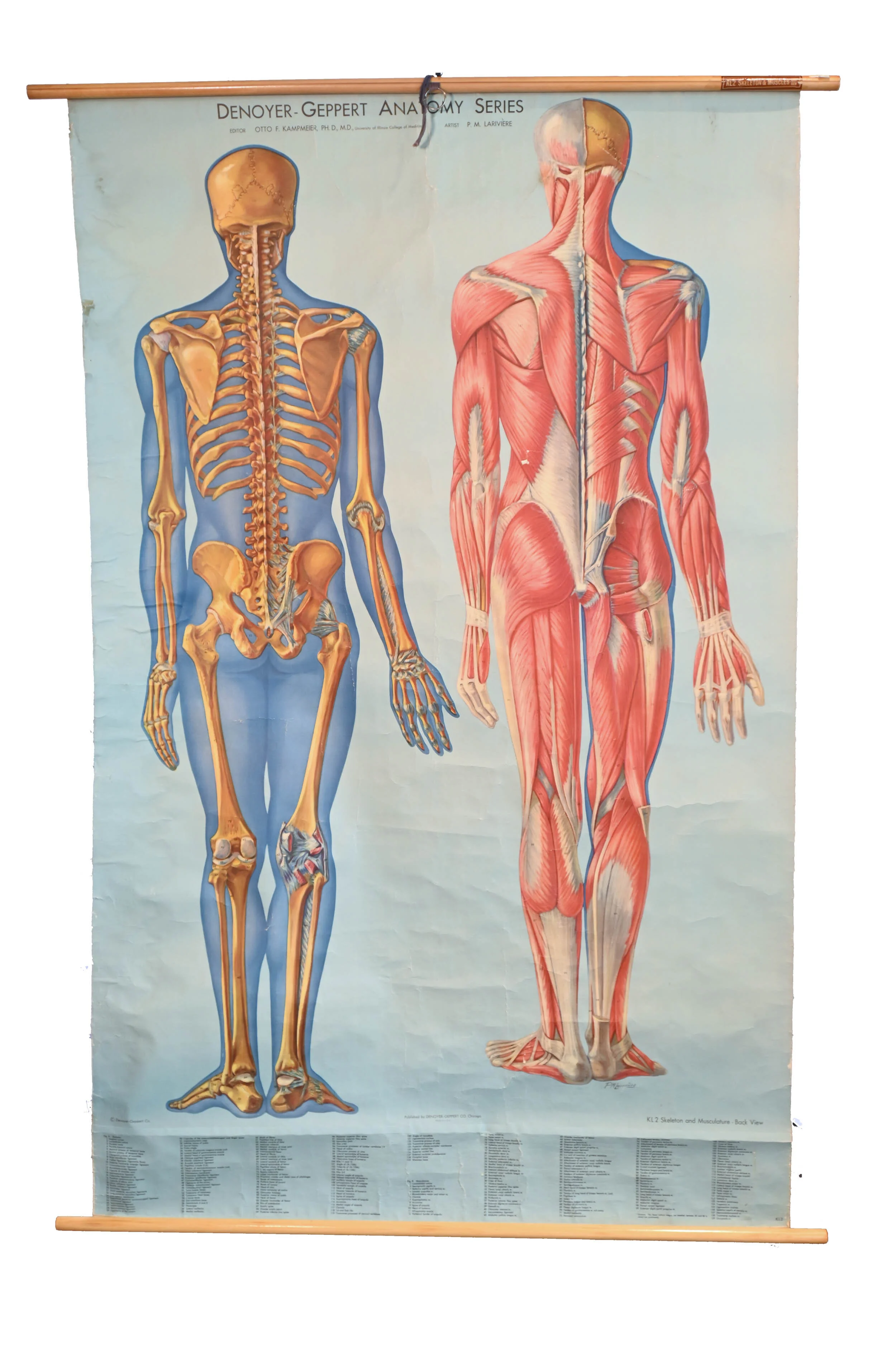 Anatomy Bones And Muscles