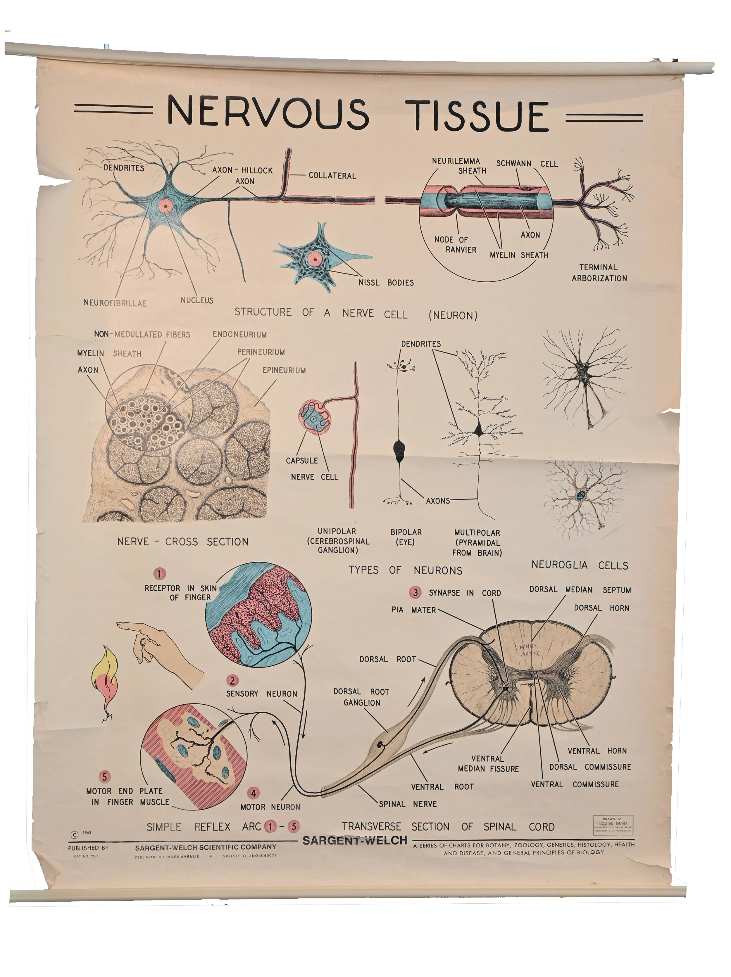 Nervous Tissue Diagram