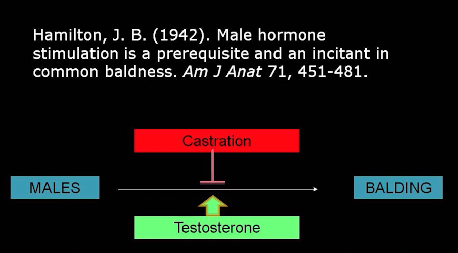 Is Androgenetic Alopecia (AGA) Caused Only by the Effects of DHT ...