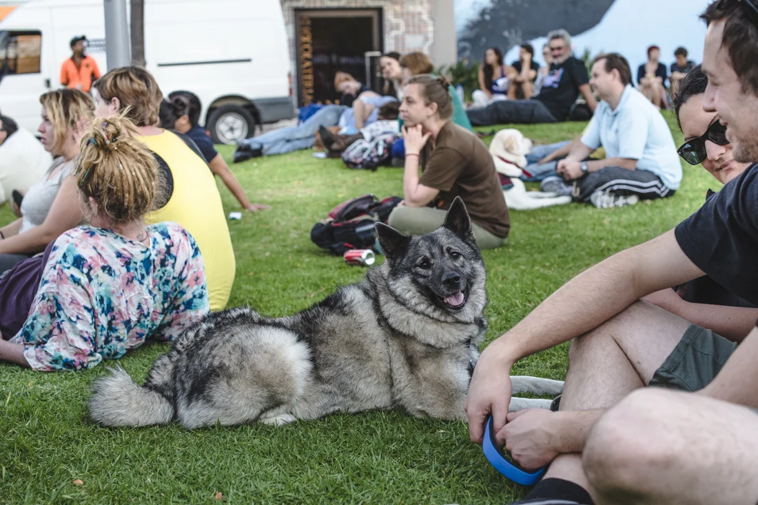 The Good Dog! International FIlm Festival — GINGERBEARD Media