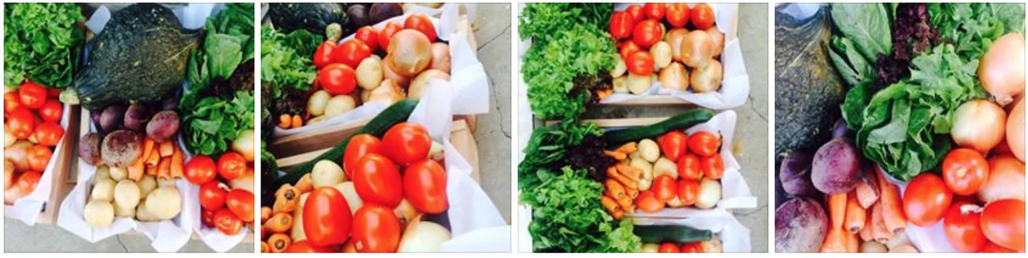 Mmabatho Portia Morudi - The startup story of a South African woman bee ...