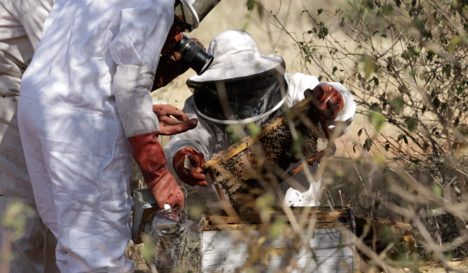 Mmabatho Portia Morudi - The startup story of a South African woman bee ...