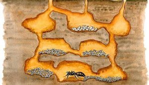 Are you an Ant Queen? — Lionesses of Africa