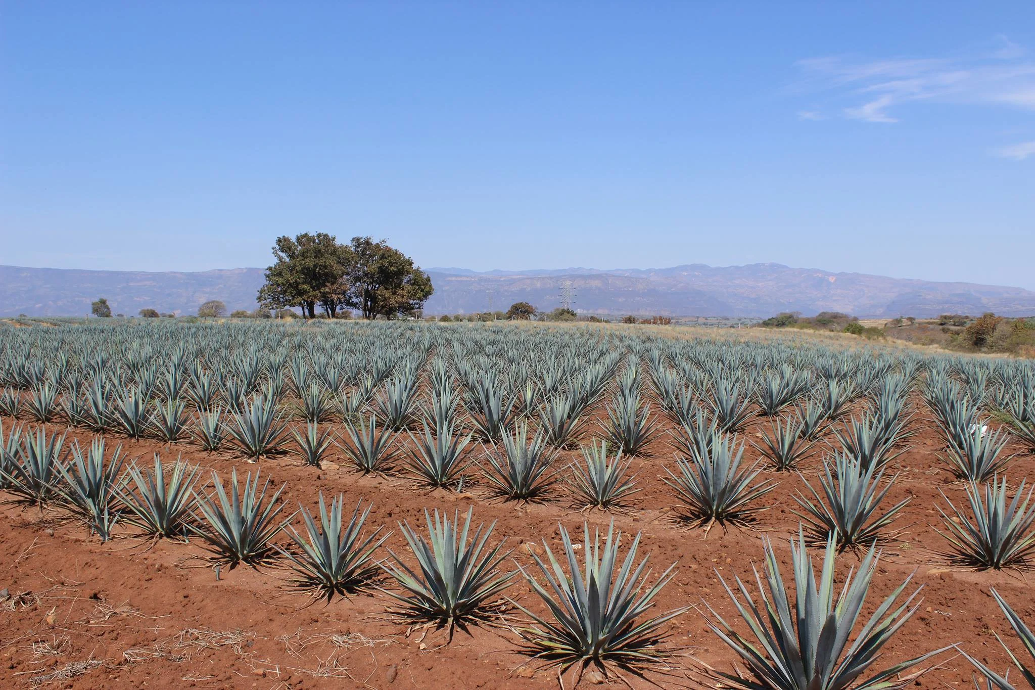 Sarah Kennan, a South African entrepreneur celebrating Karoo agave in ...