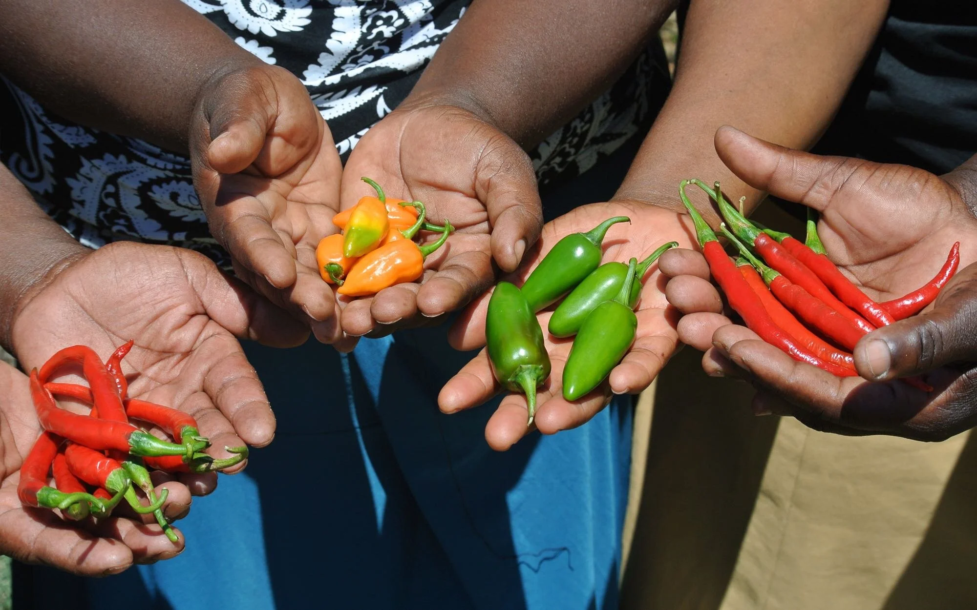 Eswatini’s Black Mamba Foods announces R9.2 million investment in the ...