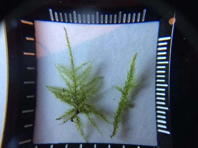 in appreciation of small green things — eine Saite