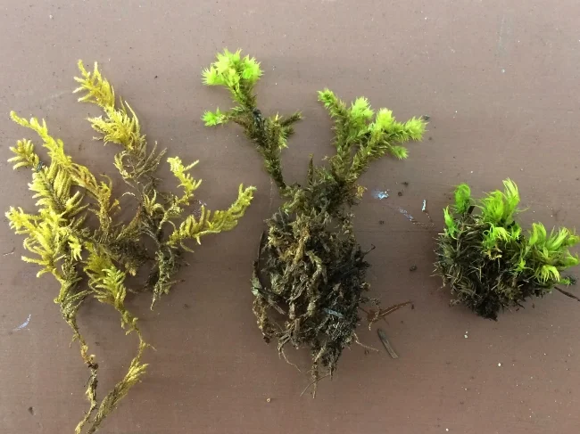 in appreciation of small green things — eine Saite