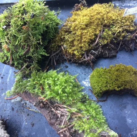 in appreciation of small green things — eine Saite